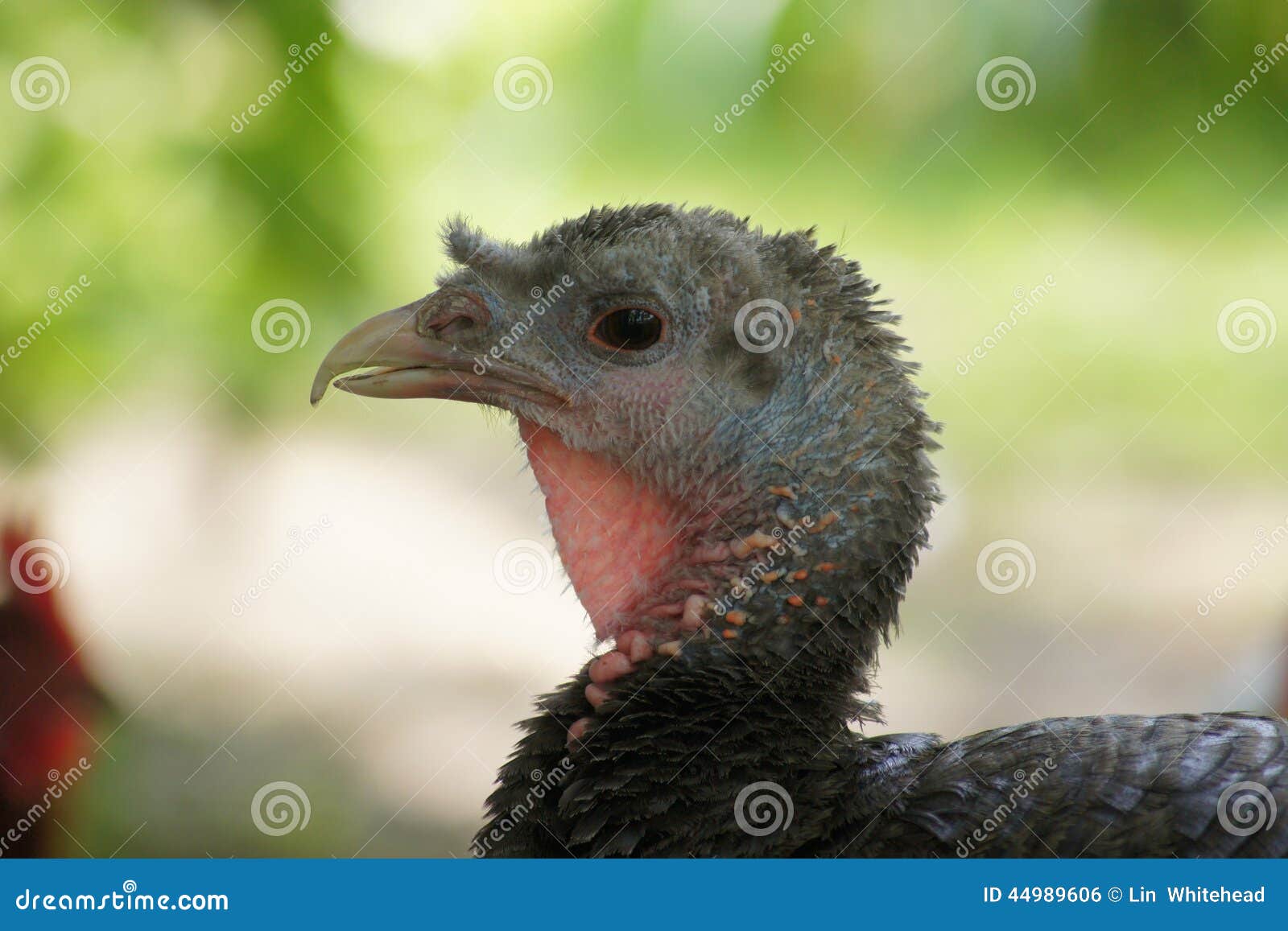 Turkey Head stock photo. Image of gobble, eyes, nature - 44989606