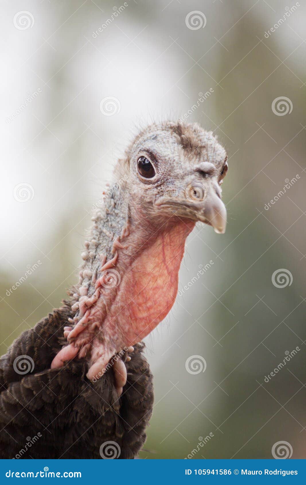 Turkey head stock photo. Image of domestic, barnyard - 105941586