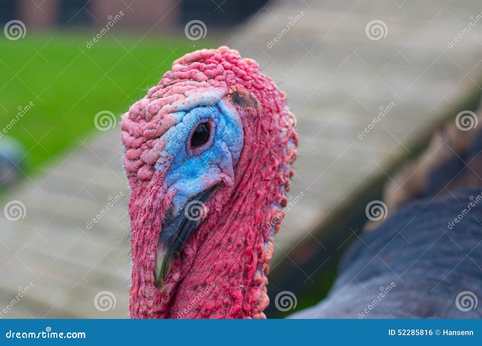 Turkey head stock photo. Image of traditional, portrait - 52285816