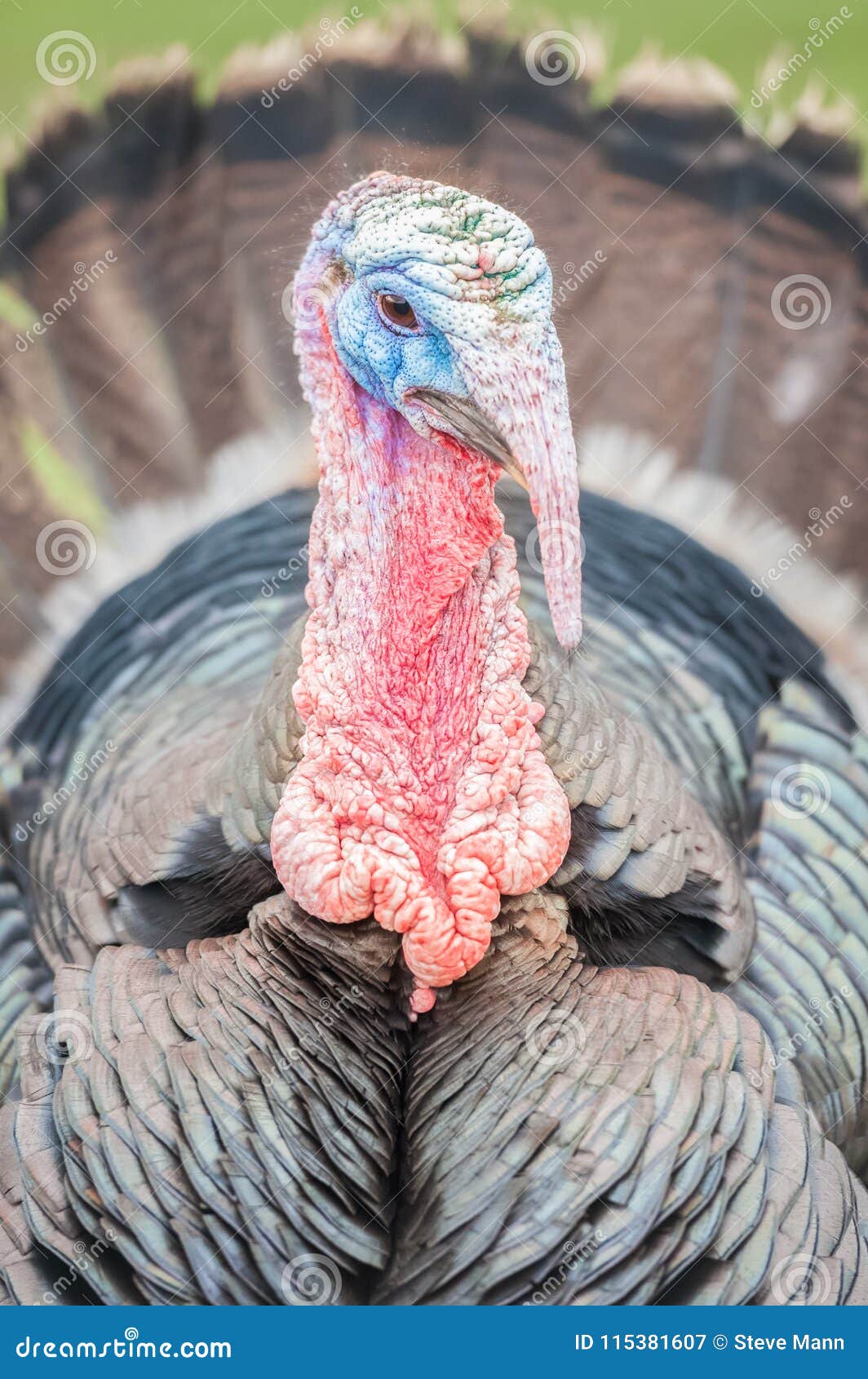 Turkey head closeup stock image. Image of livestock - 115381607