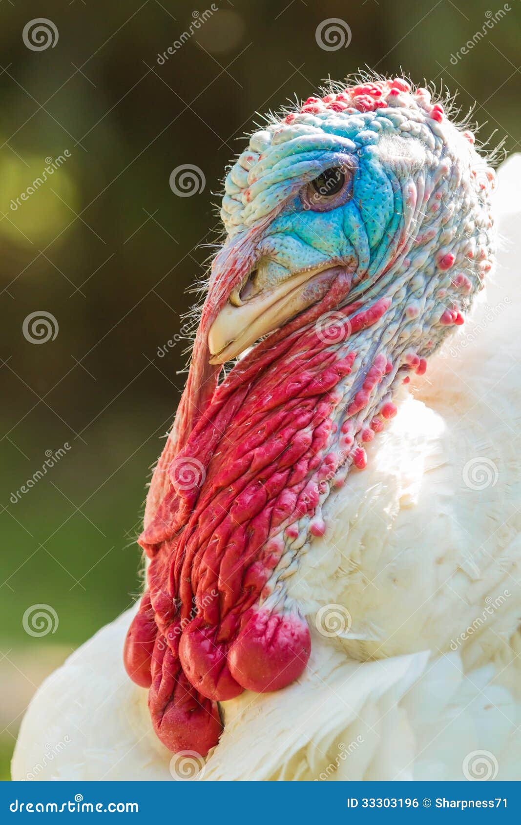 Turkey head stock photo. Image of plumage, cloth, turkey - 33303196