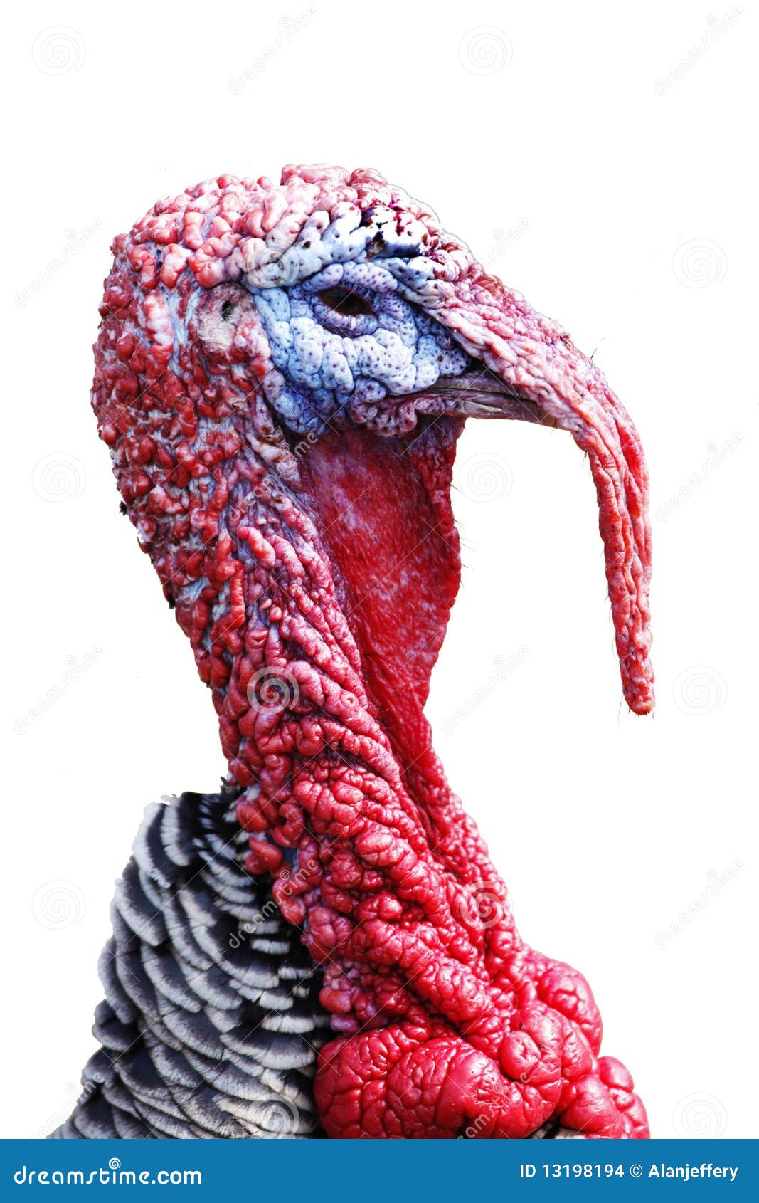 Turkey Head Isolated On White Stock Photo - Image: 13198194