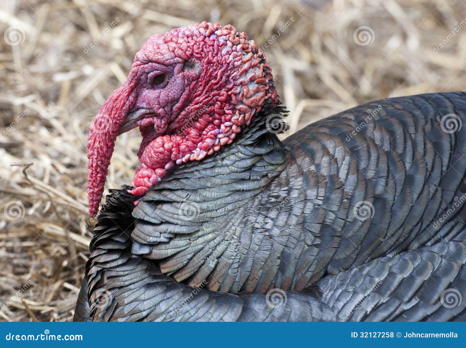Turkey stock photo. Image of australia, neck, poultry - 32127258