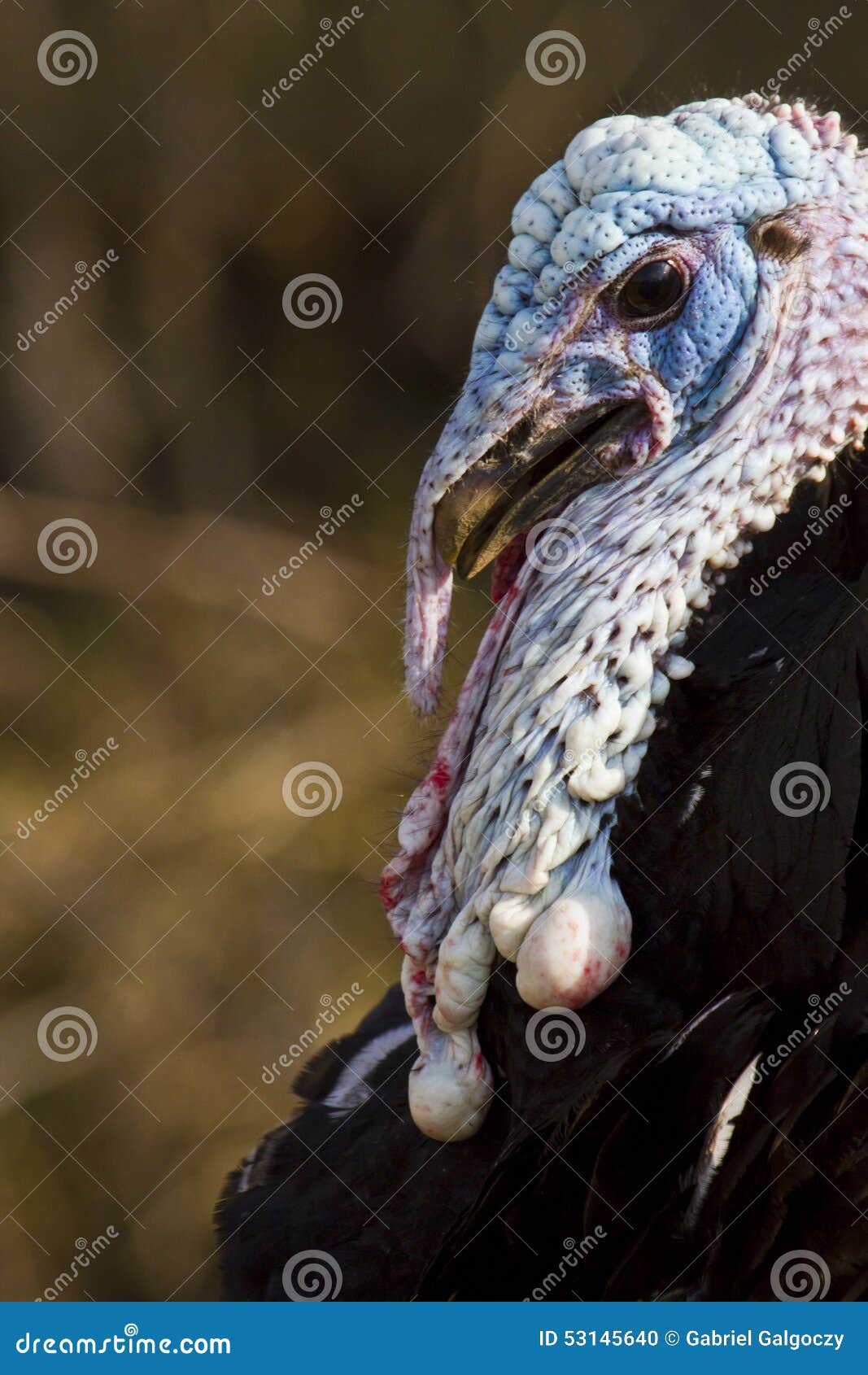 Turkey head stock photo. Image of side, plume, domestic - 53145640