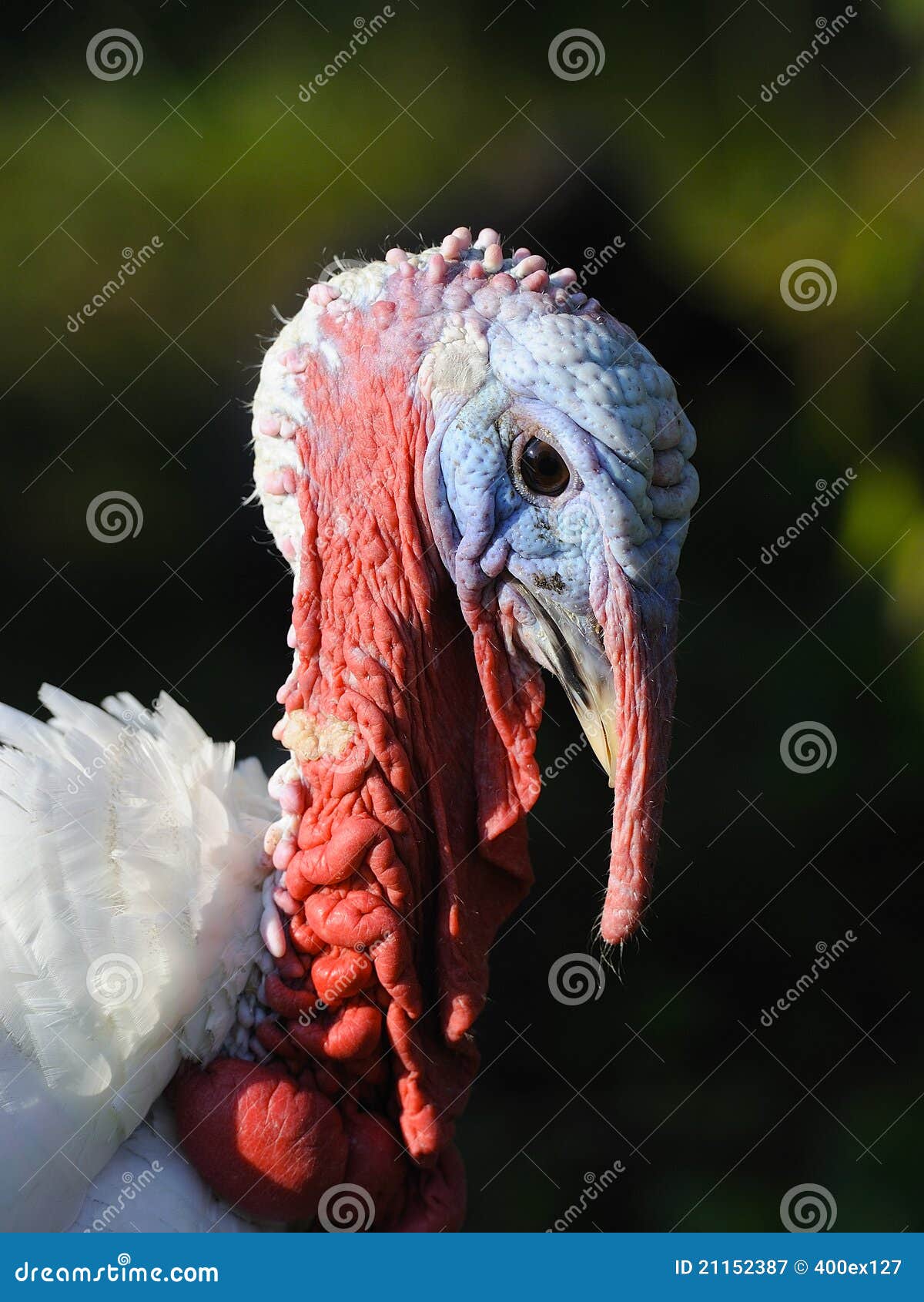 Turkey Headshot stock image. Image of gobble, pilgrim - 21152387