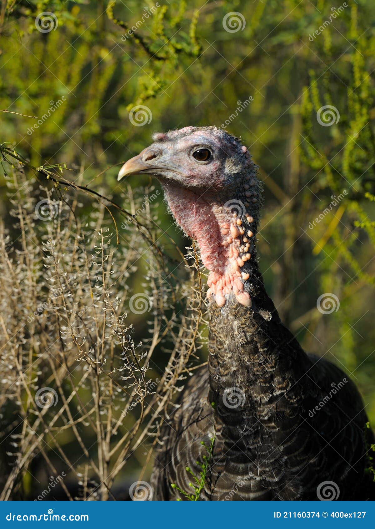 Turkey hen stock photo. Image of holiday, fall, gobble - 21160374