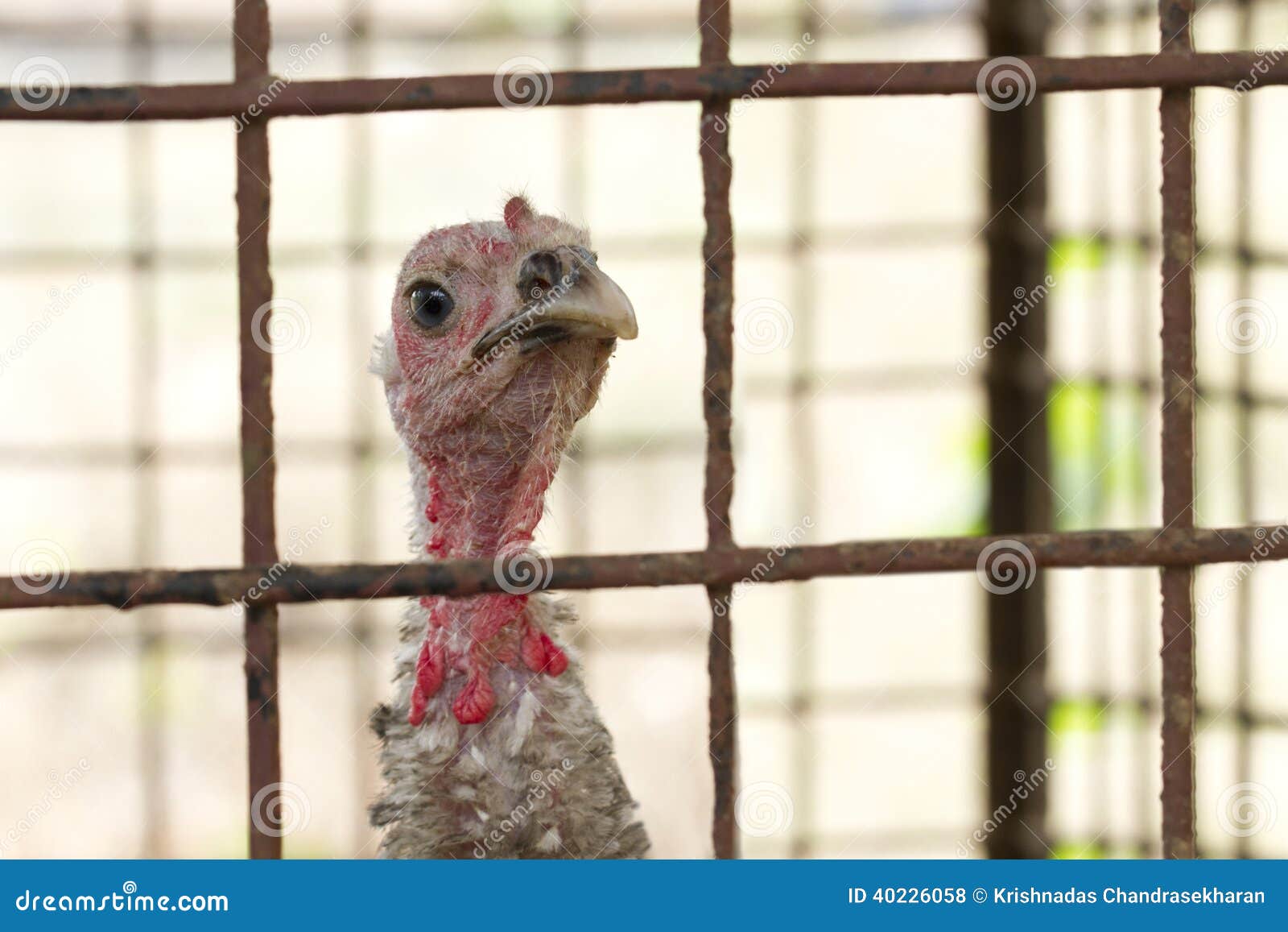 Turkey hen stock photo. Image of bars, eats, closeup - 40226058