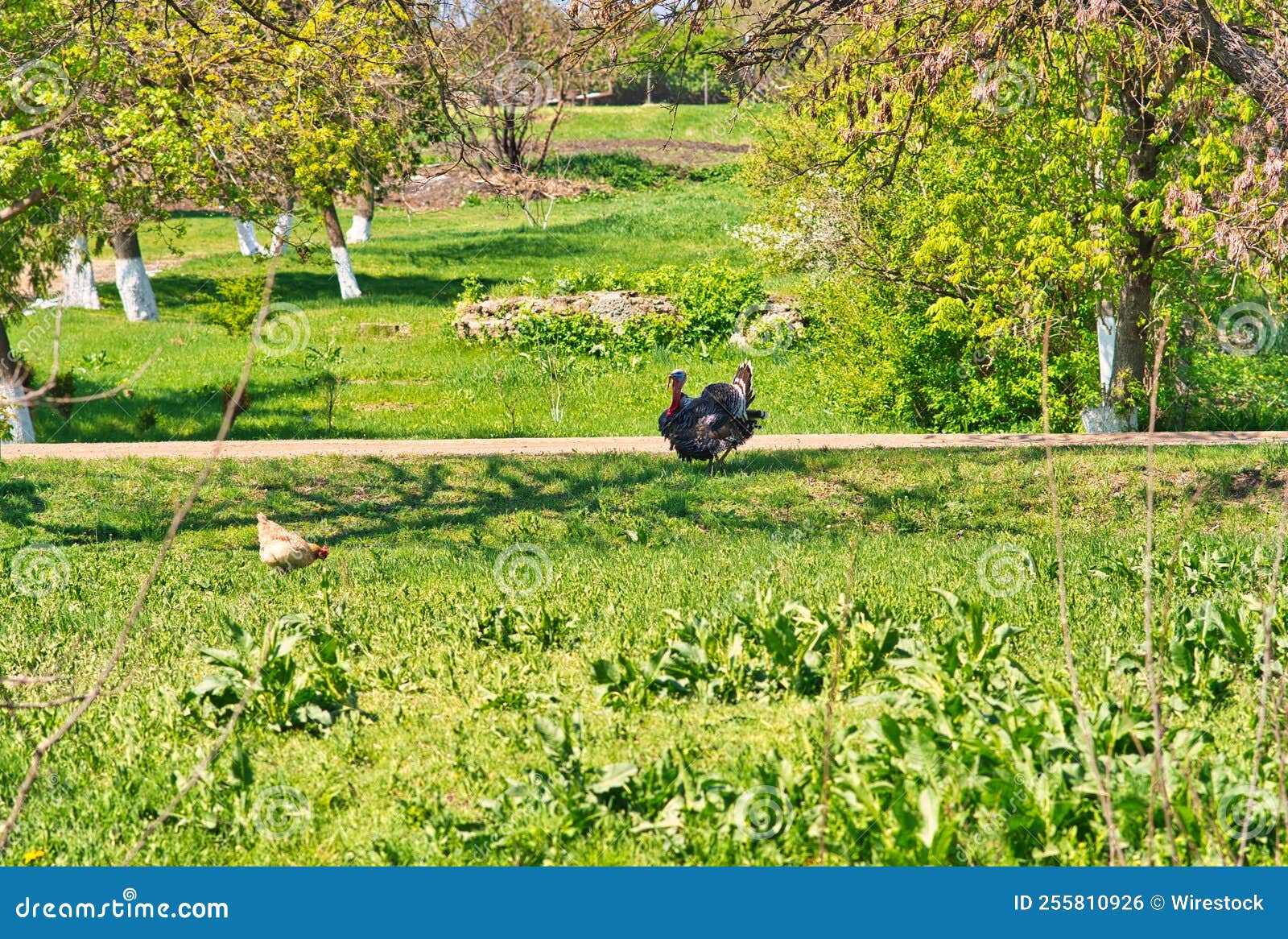 Turkey and Hen in the Field Stock Photo - Image of countryside, nature ...