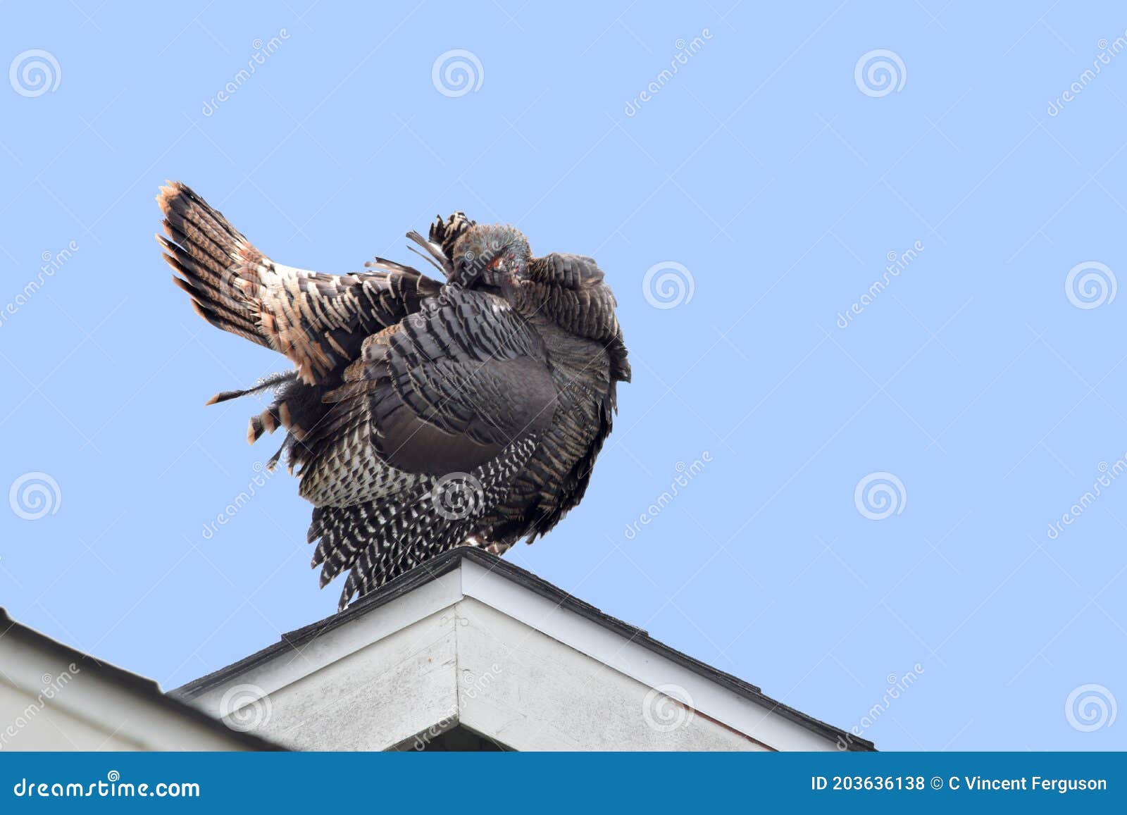 Turkey Hen Preening on a Rooftop Stock Photo - Image of natural, home ...