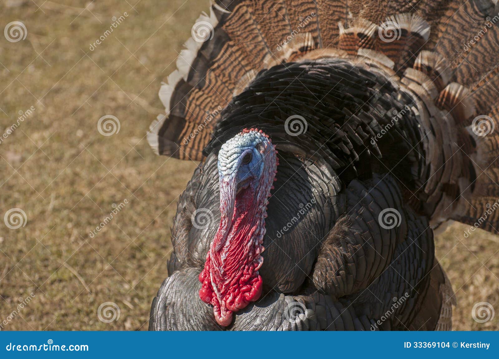 Turkey stock photo. Image of vertebrate, beak, parade - 33369104