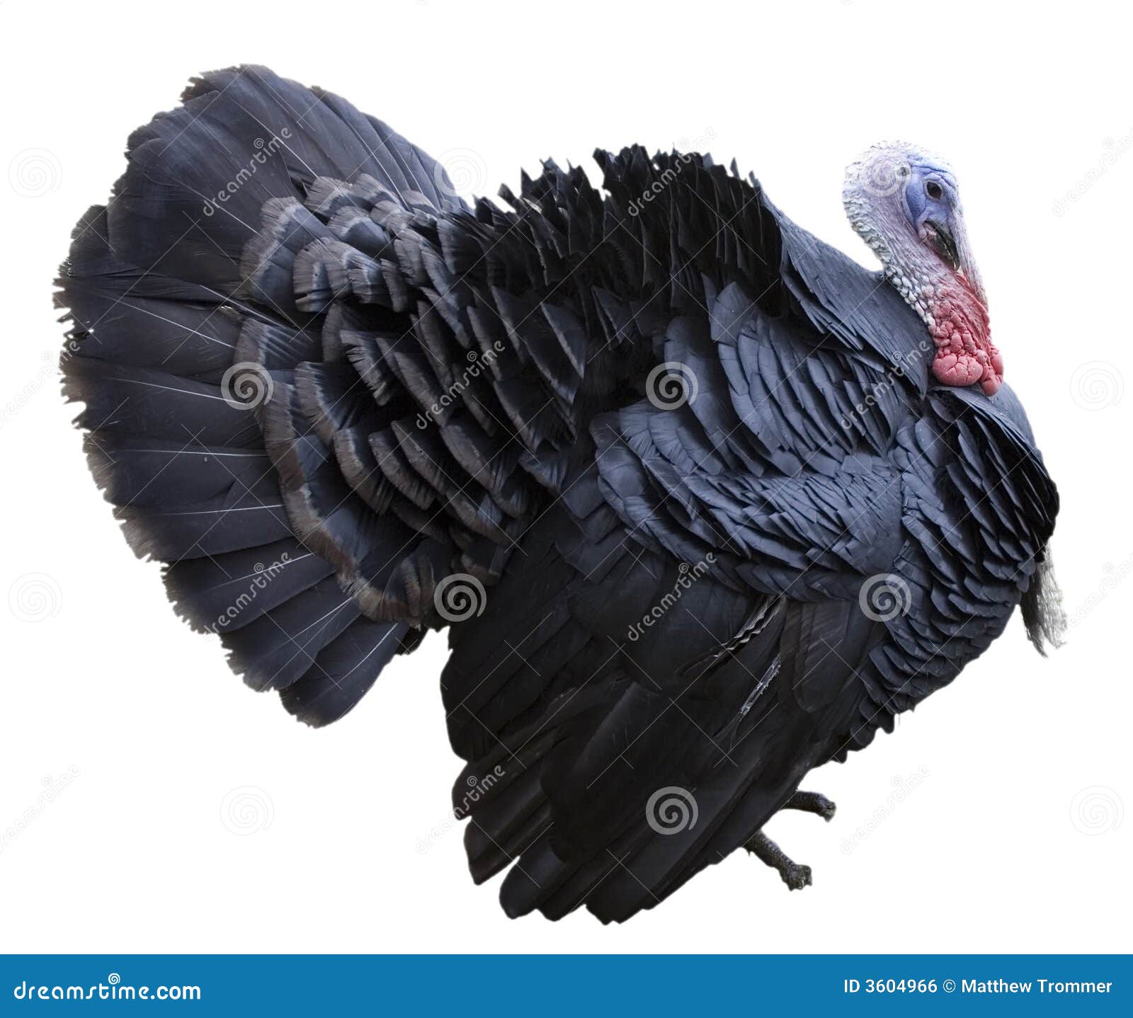 Turkey Isolated on White stock photo. Image of fowl, avian - 3604966