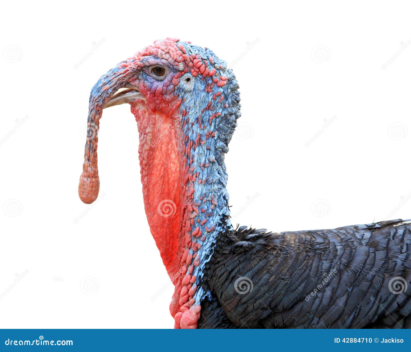 Turkey Isolated on the White Stock Photo - Image of male, separated ...