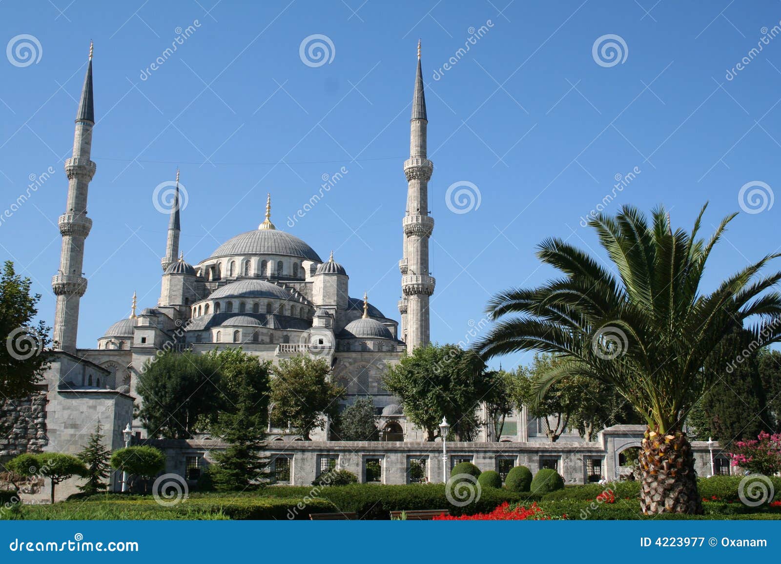 Turkey. Istanbul. Blue Mosque and Palm Tree Stock Image - Image of ...