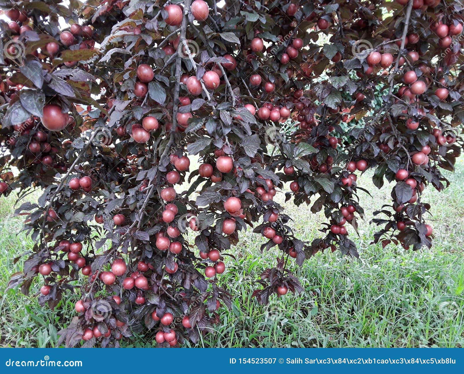 Various Fruits on Tree in Garden in Summer Stock Image - Image of leaf ...