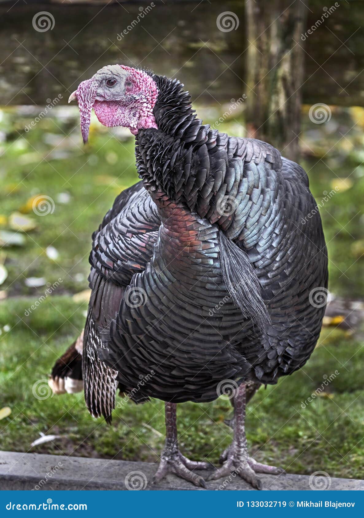Red Turkey Male Gobbler Fanning His Tail Feathers And Wings Out Royalty ...