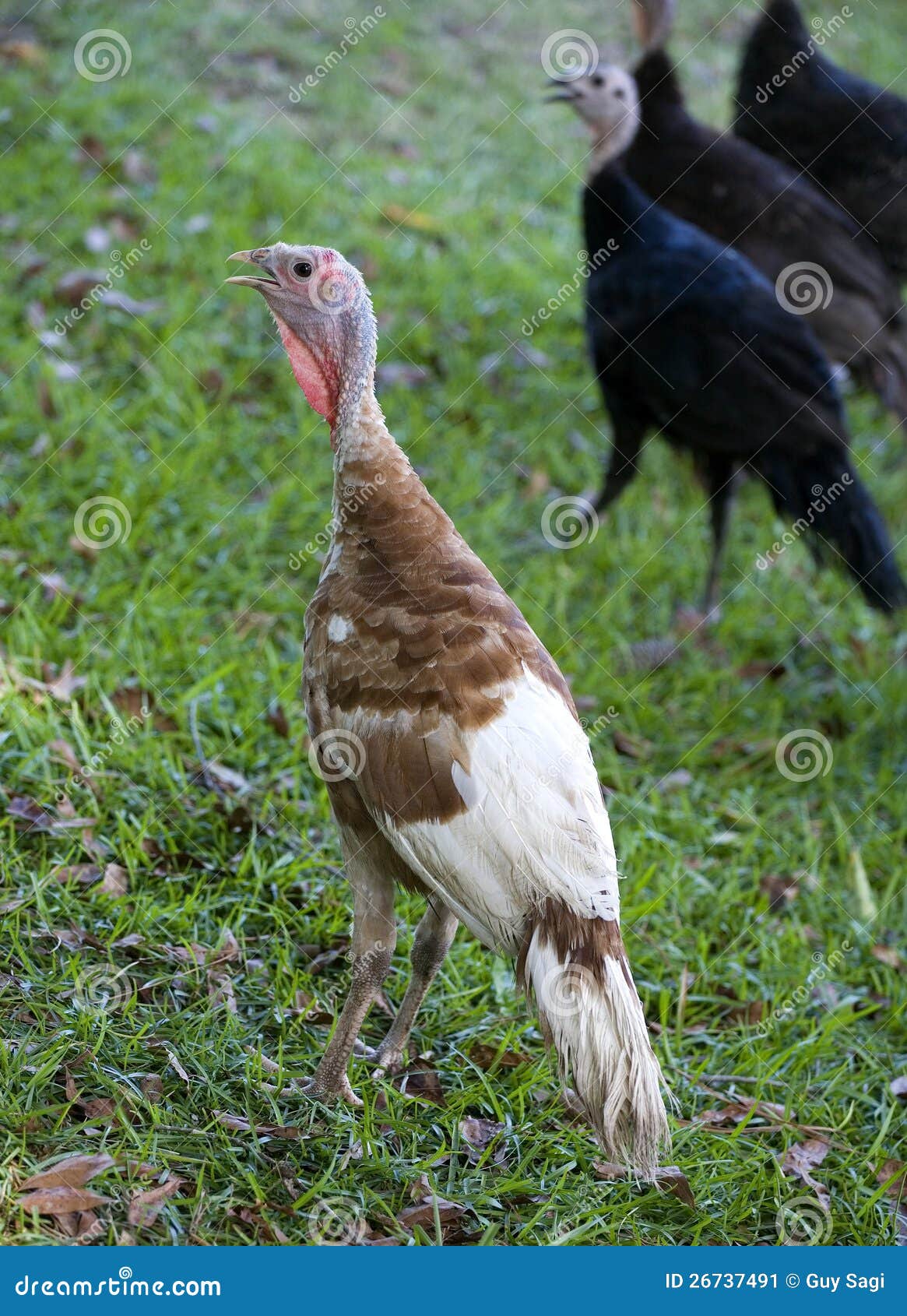 Turkey on the lawn stock image. Image of animal, trees - 26737491