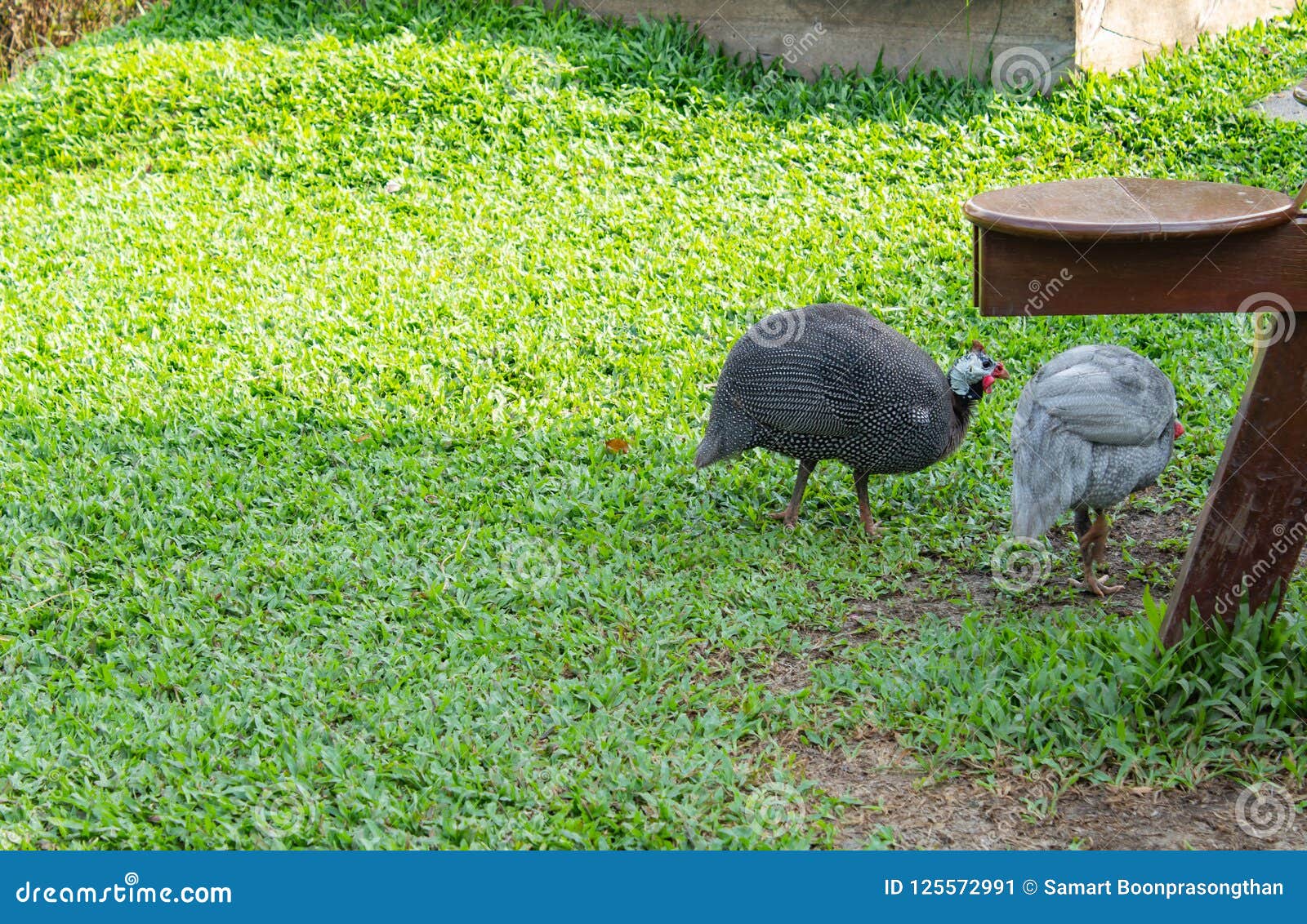 Turkey on the Lawn in the Garden. Stock Image - Image of asia ...