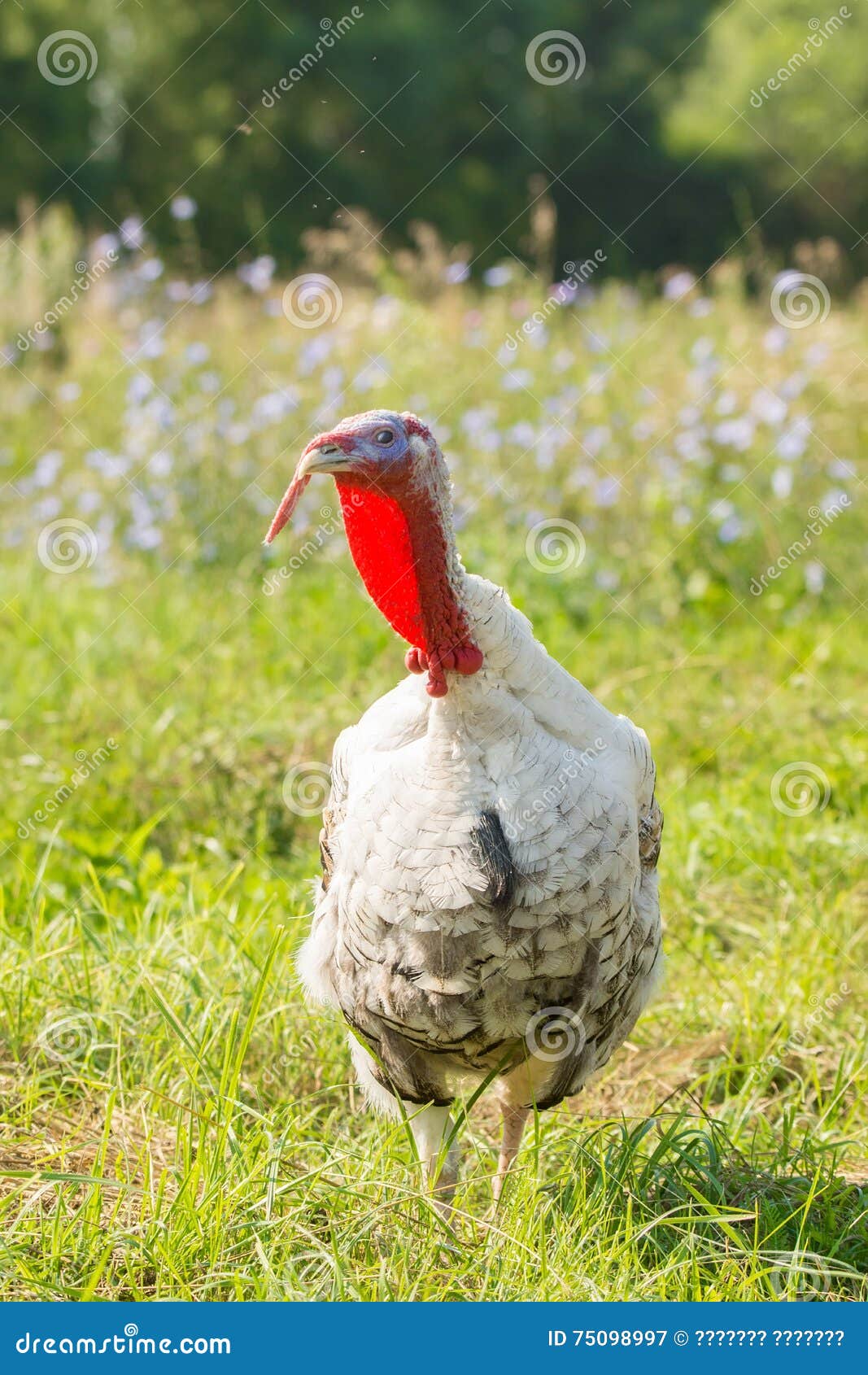 Turkey on the lawn stock image. Image of fauna, birds - 75098997