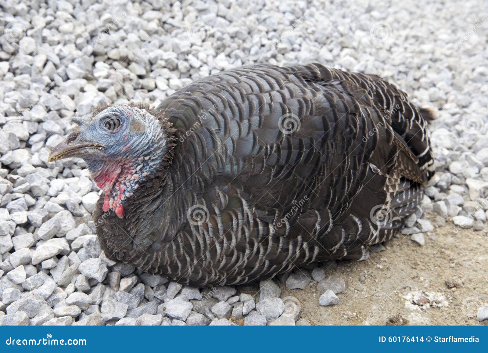 Turkey stock photo. Image of bird, people, national, livestock - 60176414