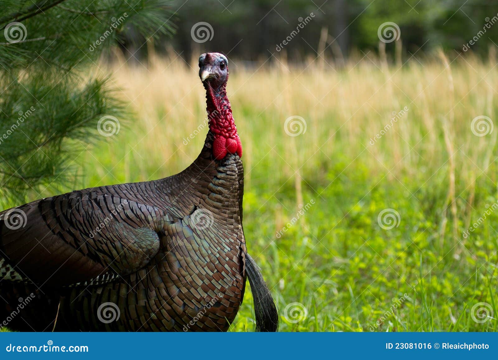 Turkey Looking at You stock photo. Image of wildlife - 23081016