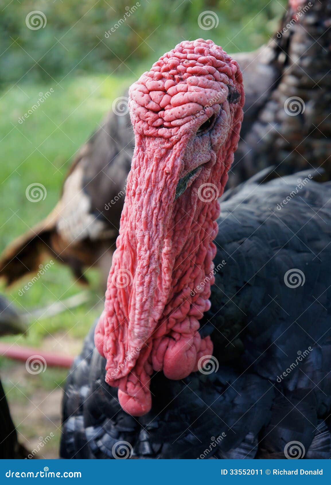 Turkey stock image. Image of large, neck, gobbler, animal - 33552011