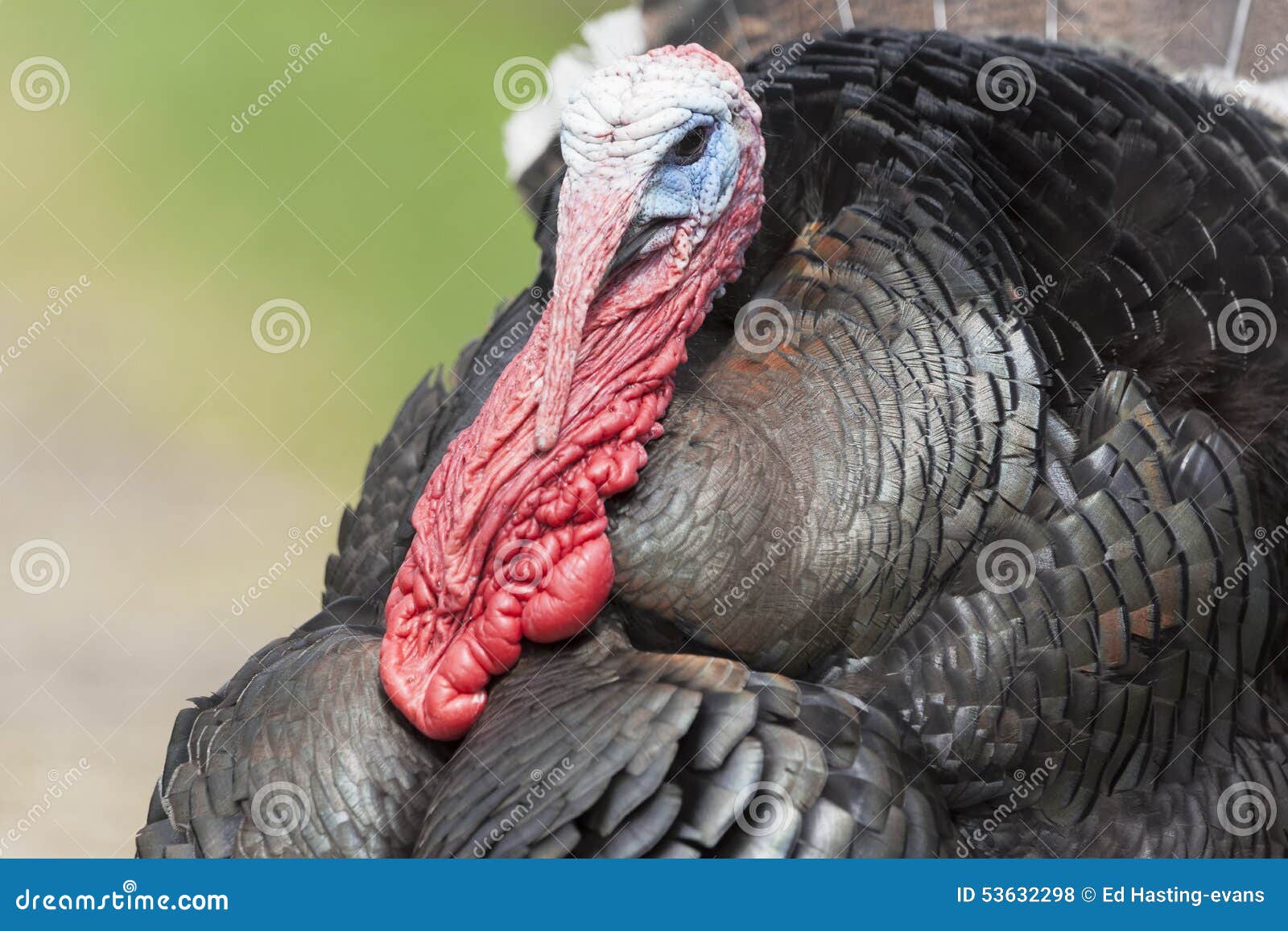 Turkey stock photo. Image of eastern, bird, feather, animal - 53632298