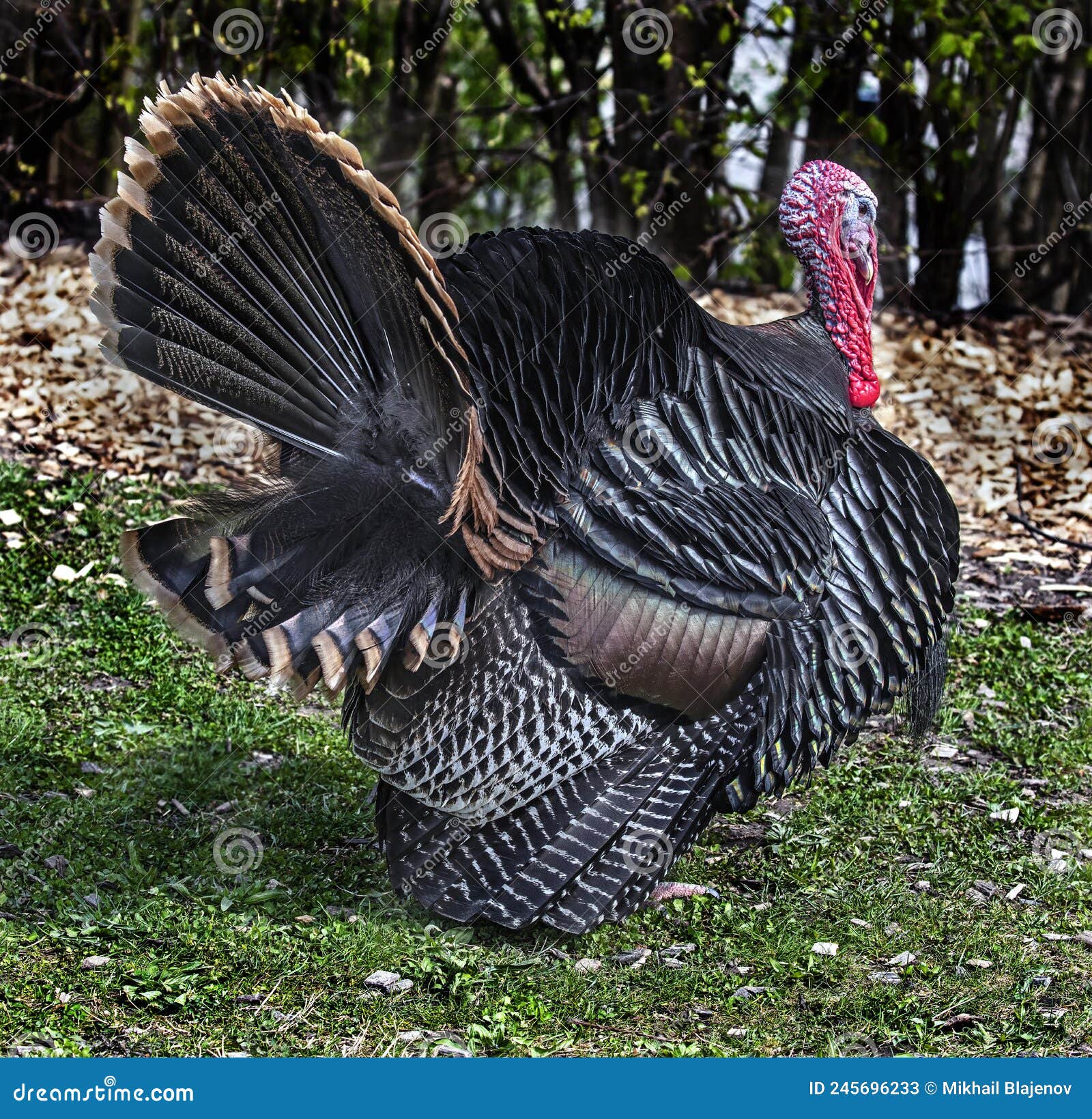 Red Turkey Male Gobbler Fanning His Tail Feathers And Wings Out Royalty ...