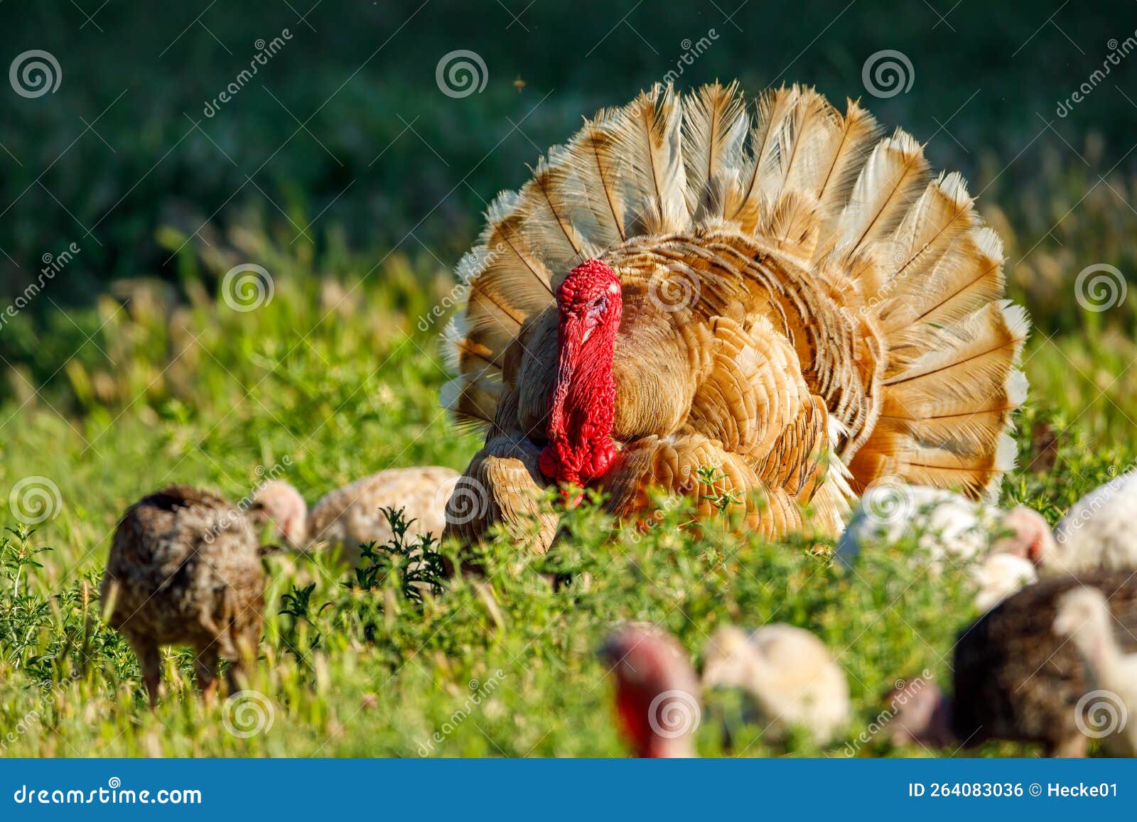 Turkey on a meadow stock photo. Image of livestock, poultry - 264083036
