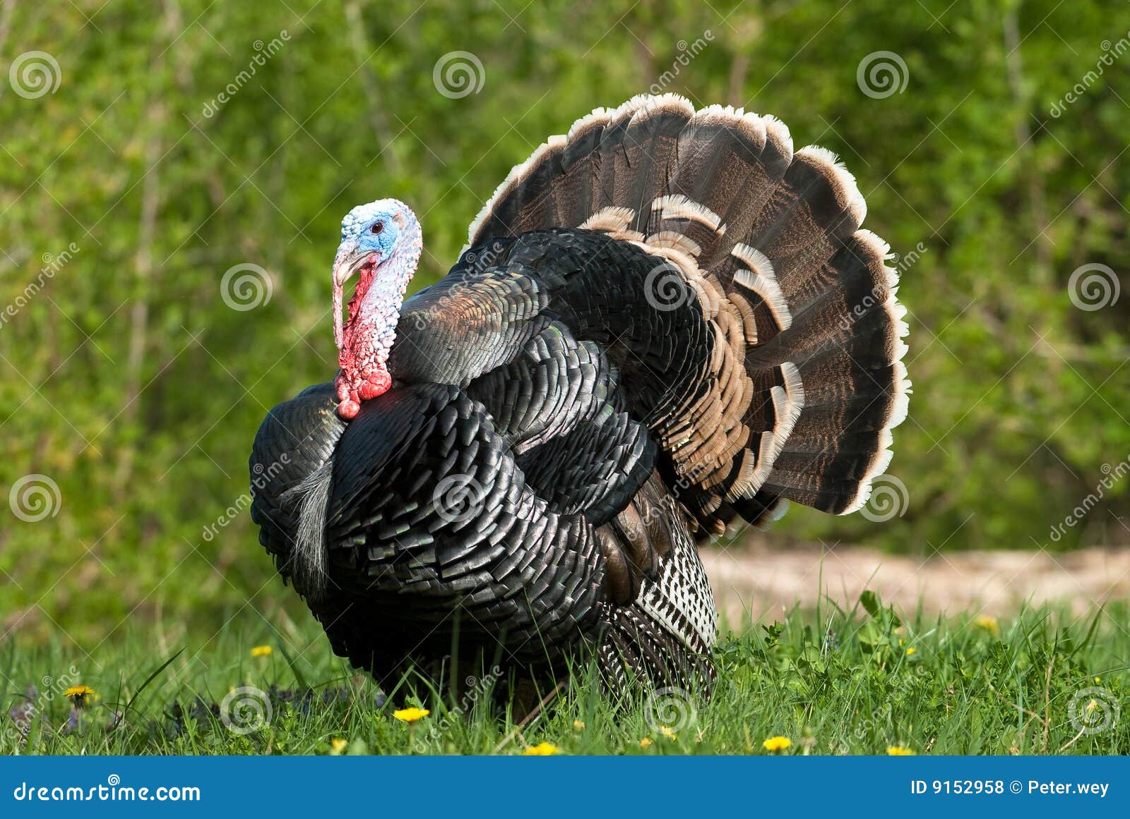 Turkey in meadow stock photo. Image of wildlife, farm - 9152958