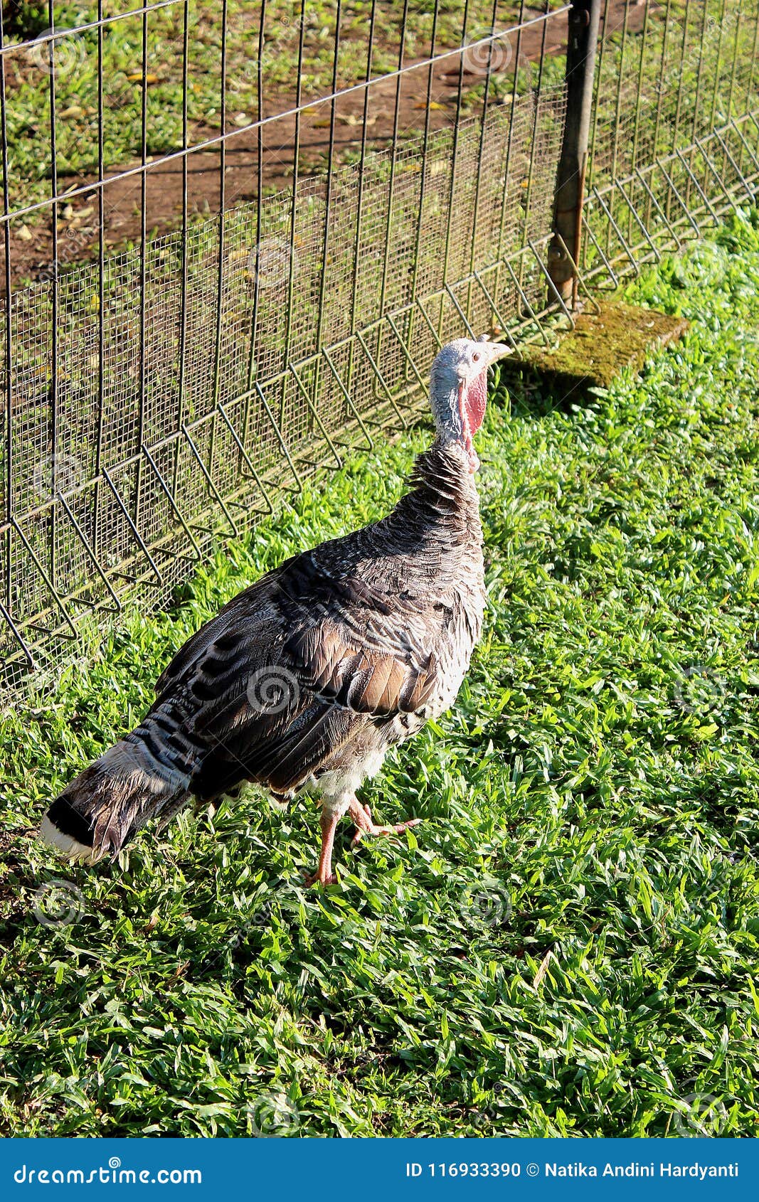 The turkey stock photo. Image of morning, giving, thanksgiving - 116933390