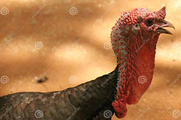Turkey Neck stock photo. Image of poultry, farm, thanksgiving - 1643770