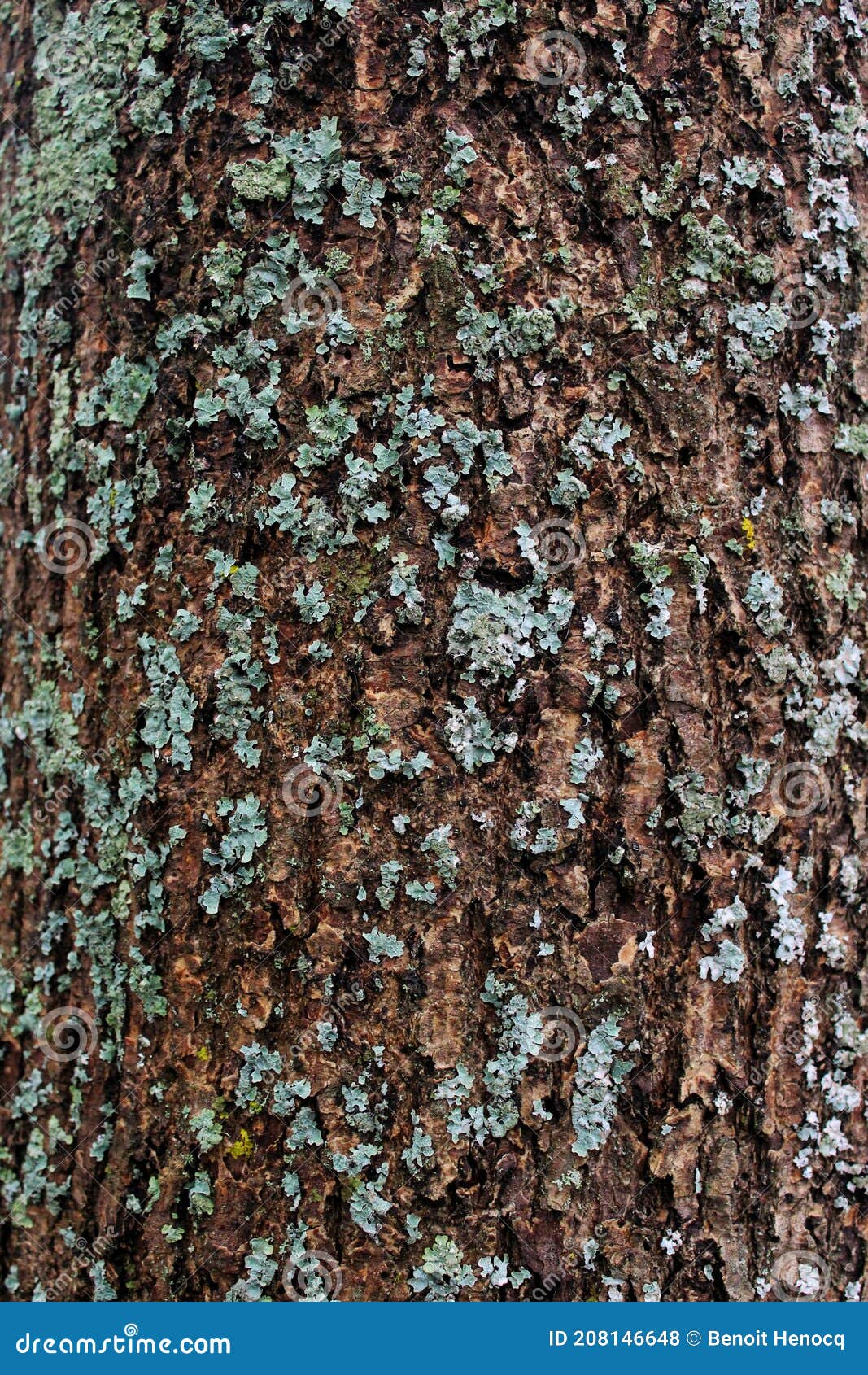 A Turkey Oak Bark or Austrian Oak Stock Photo - Image of cerris, rough ...
