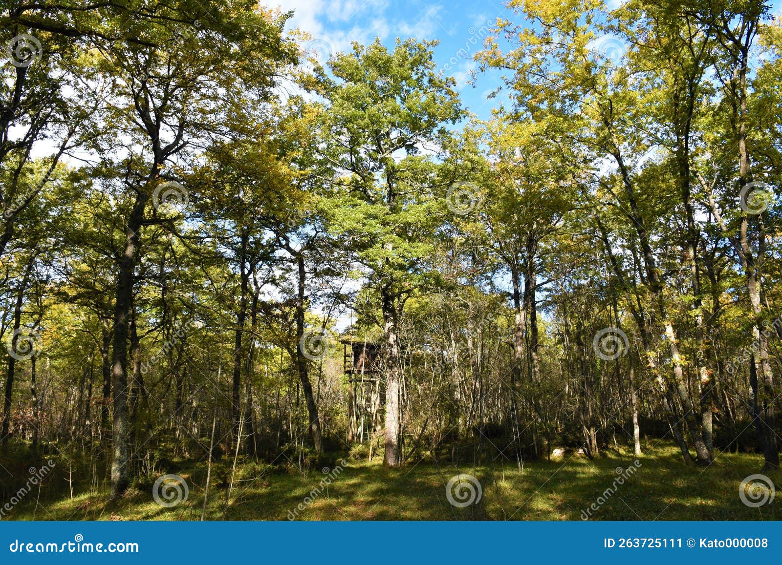 Turkey Oak (Quercus Cerris) Forest with a Watch Tower Bellow Stock ...