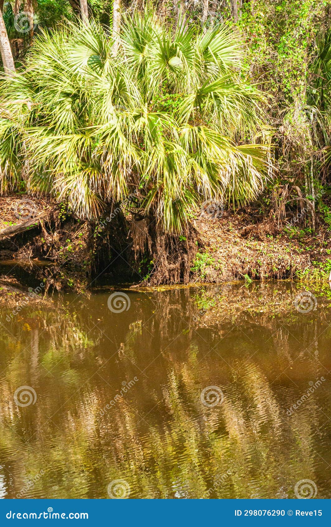 Turkey oak tree stock photo. Image of tree, green, turkey - 298076290