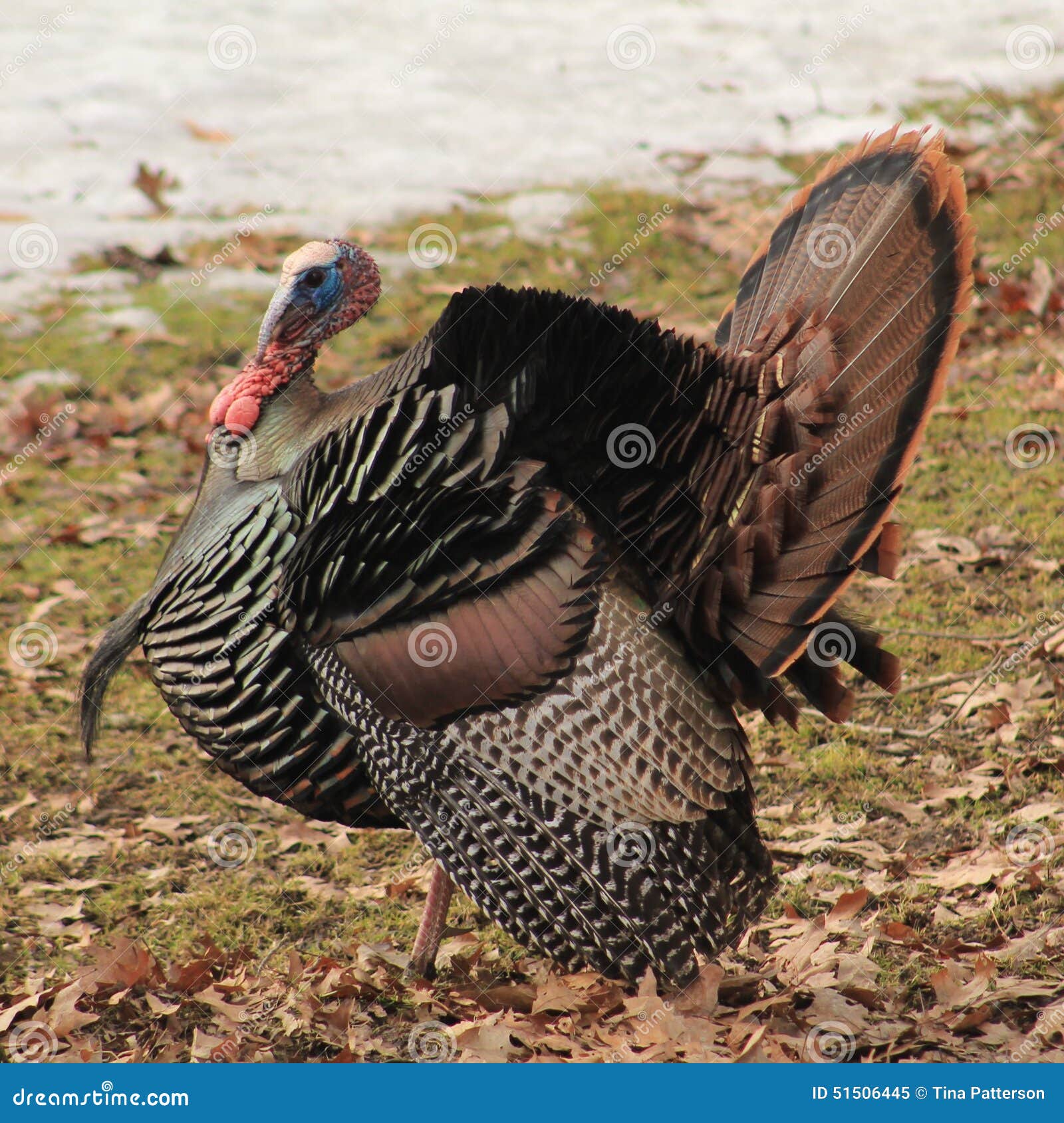 Turkey stock image. Image of turkey, beak, wildturkey - 51506445