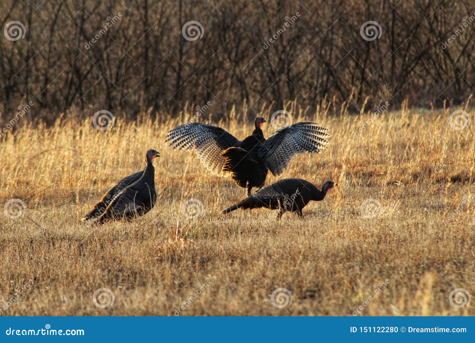 Turkey stock photo. Image of hunting, woods, peaceful - 151122280