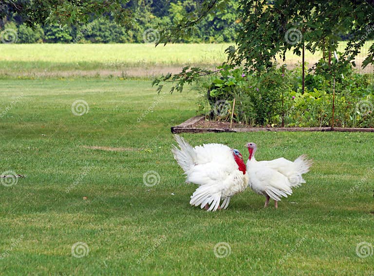 Turkey pair stock image. Image of bird, couple, pair - 20970915