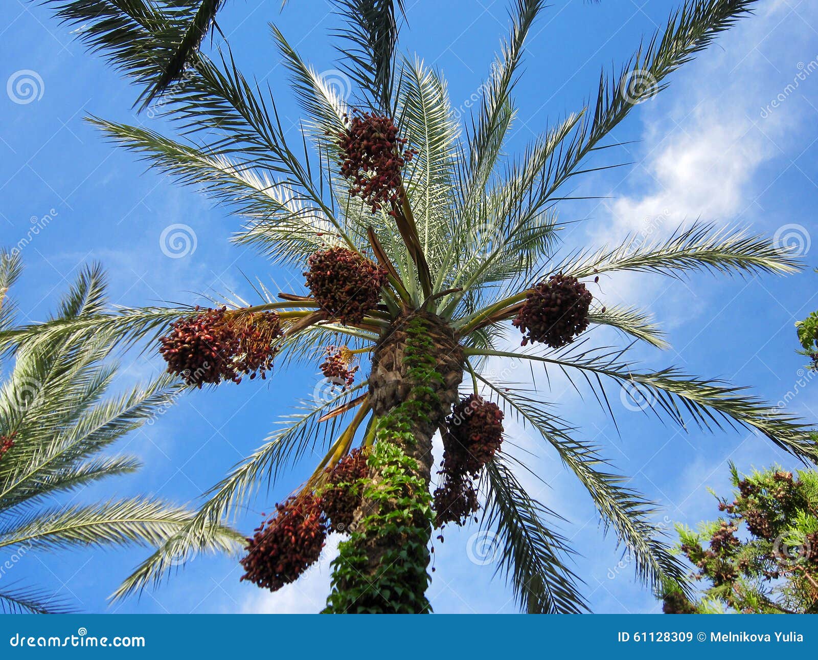 Date palm stock image. Image of date, harvest, israel - 61128309