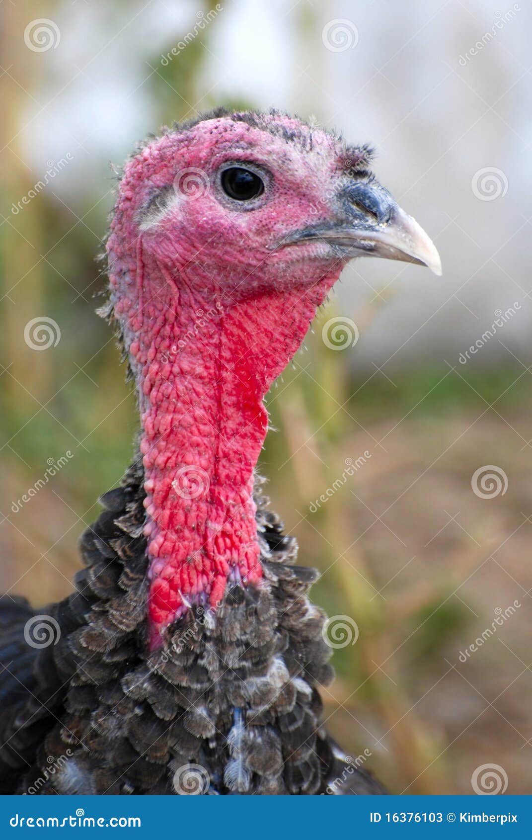 Turkey Portrait stock image. Image of fowl, bird, avian - 16376103