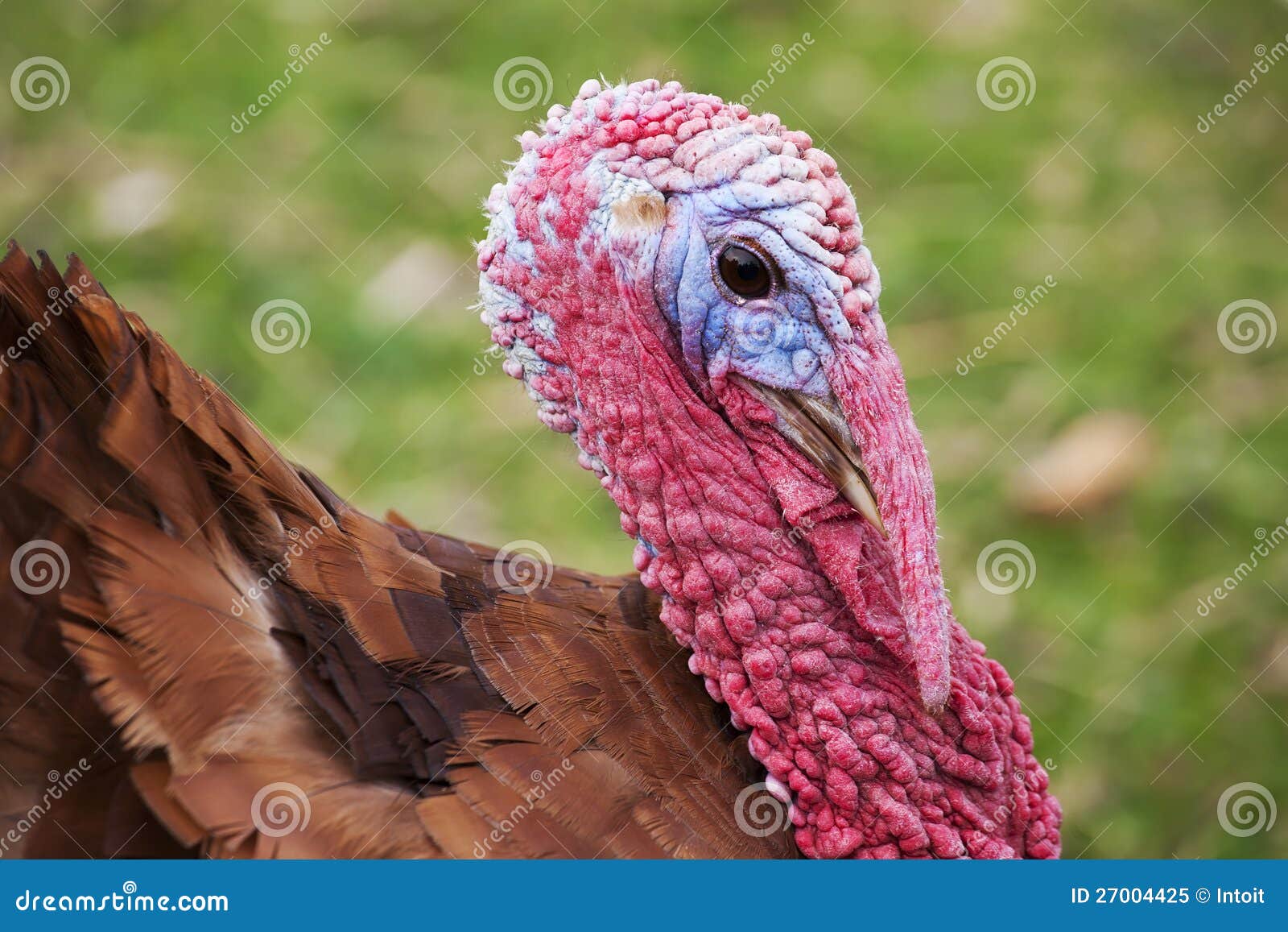 Turkey Portrait stock image. Image of farm, adult, avian - 27004425
