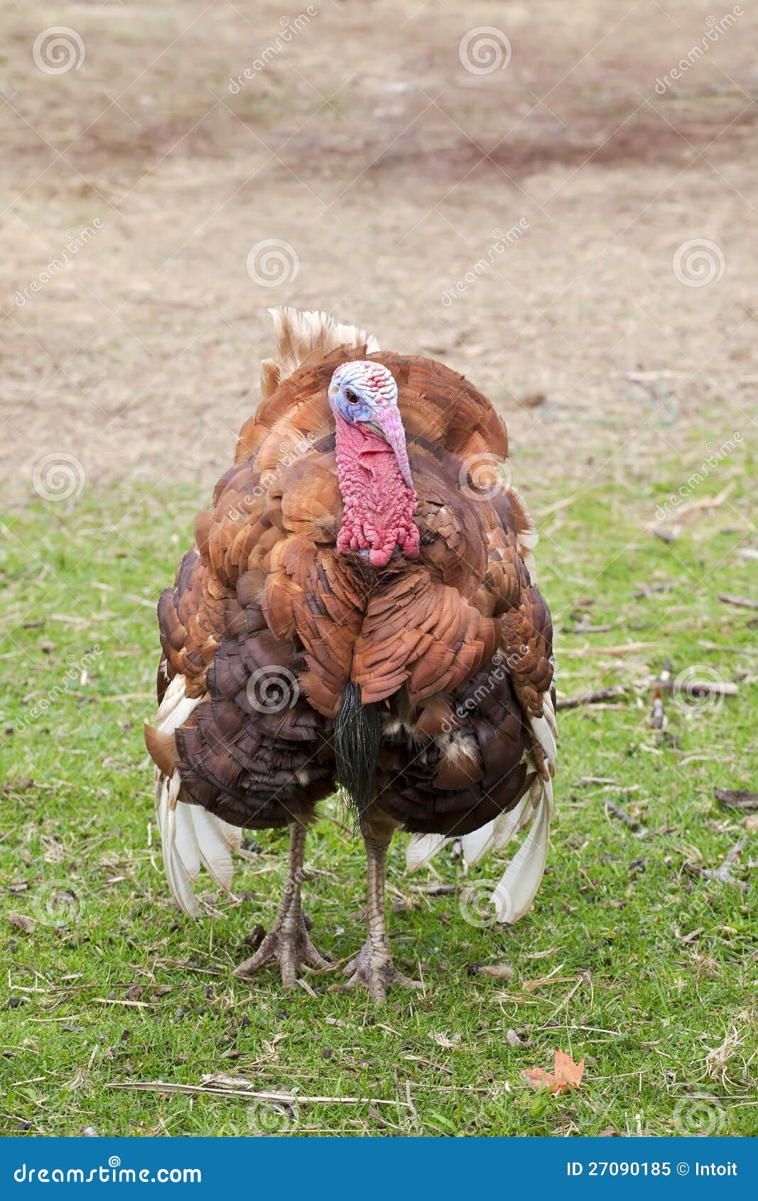 Turkey Portrait stock image. Image of caruncle, meat - 27090185