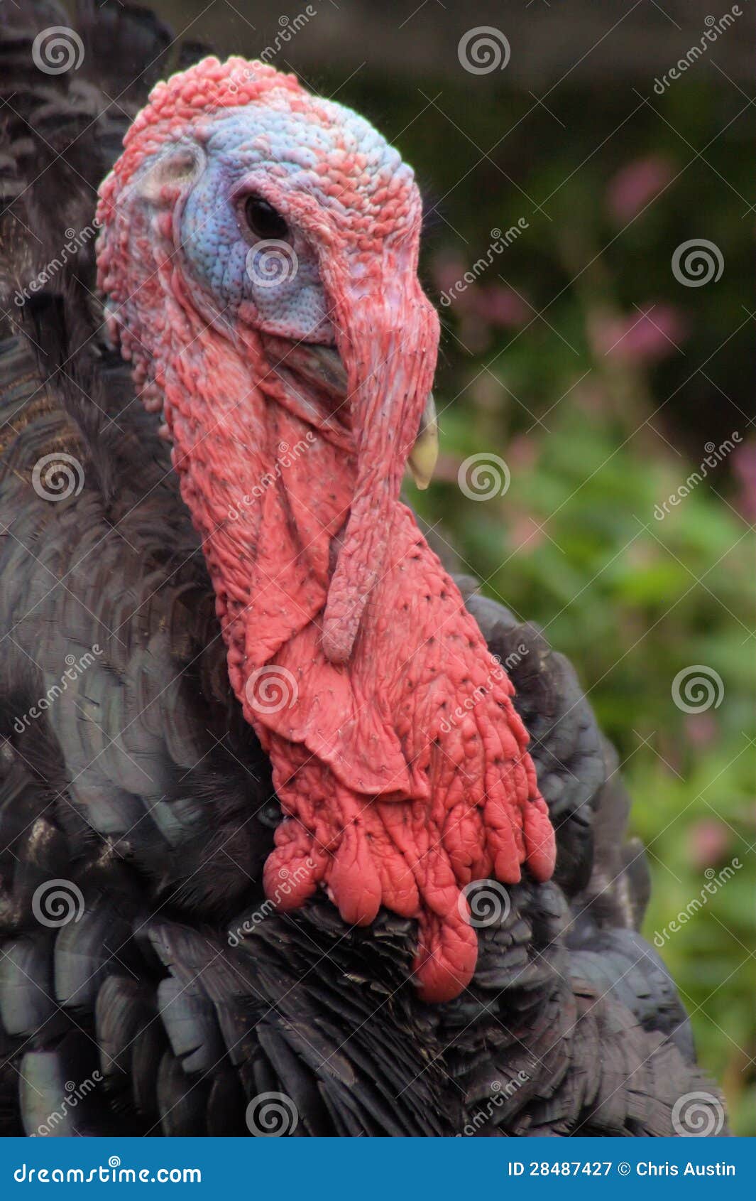 Turkey Portrait stock image. Image of rough, feathery - 28487427