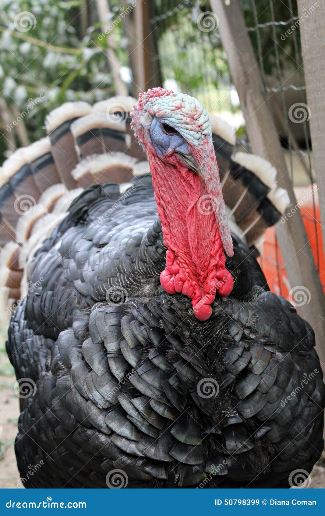 Turkey portrait stock image. Image of animal, farmland - 50798399