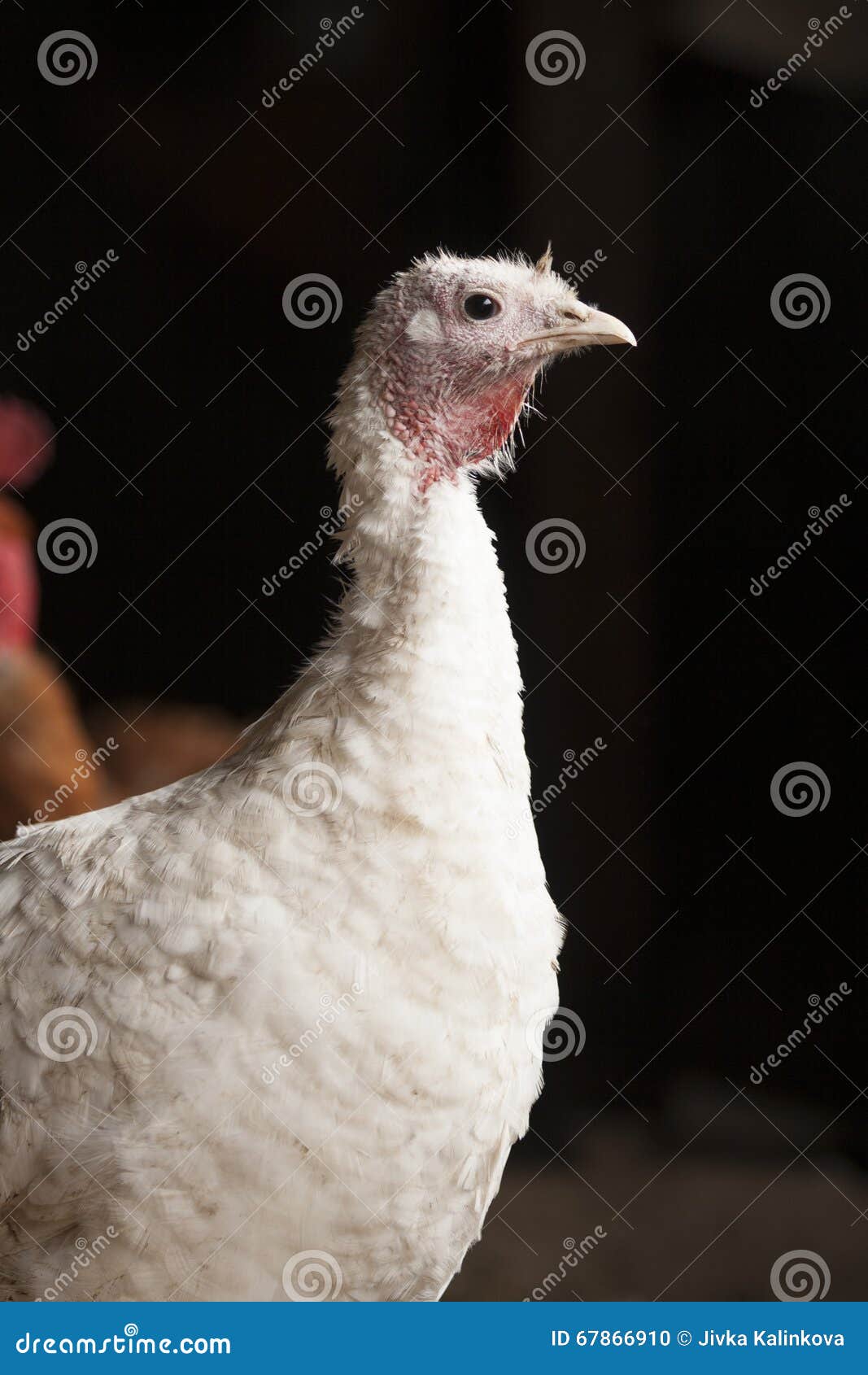 Turkey portrait stock photo. Image of animal, beak, delicate - 67866910