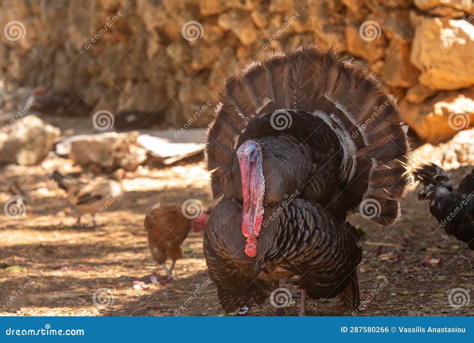 Turkey portrait at a coop. stock photo. Image of farm - 287580266
