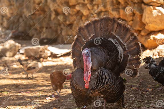 Turkey portrait at a coop. stock photo. Image of farm - 287580266