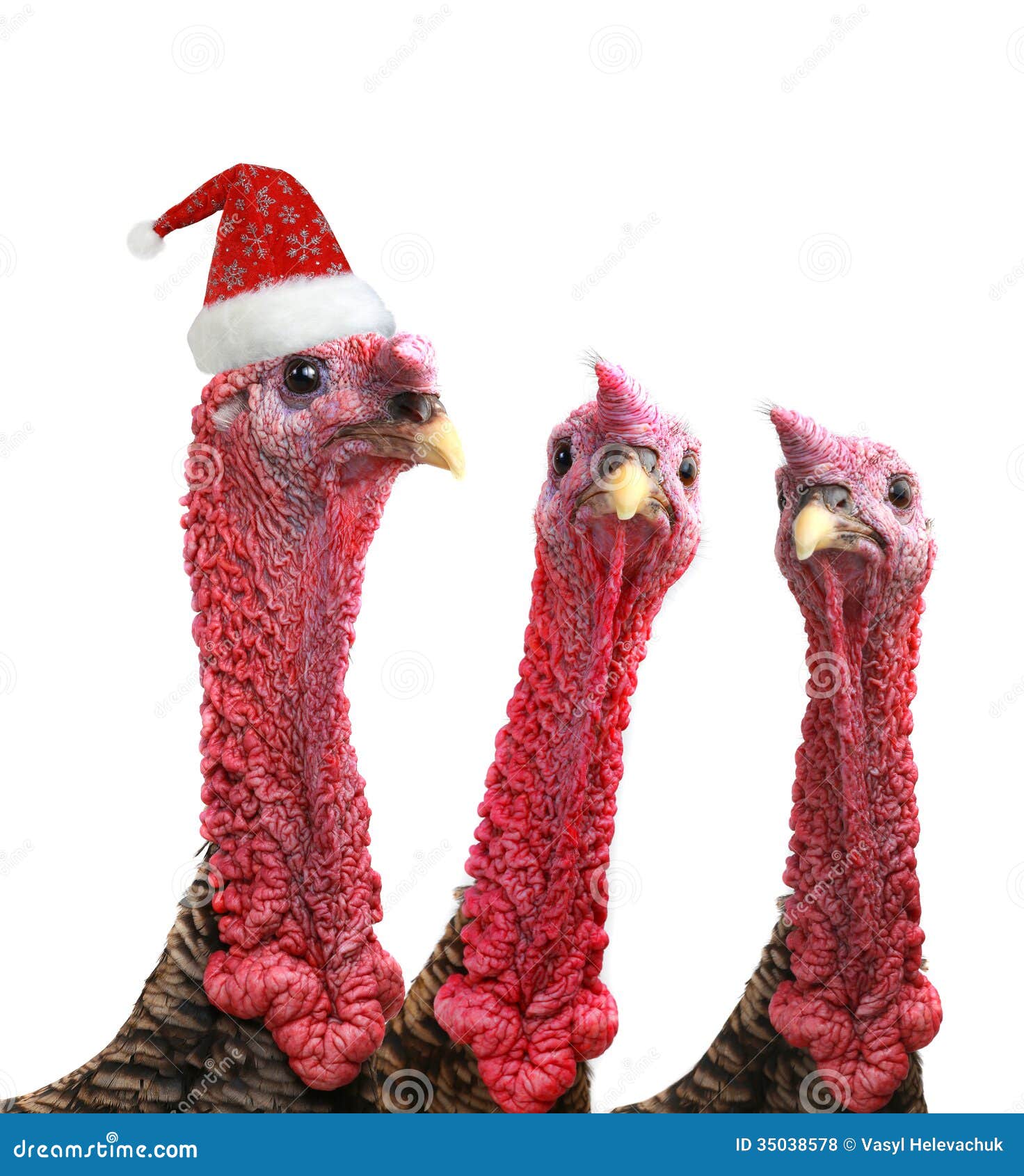 Turkey stock photo. Image of portrait, animals, isolated - 35038578
