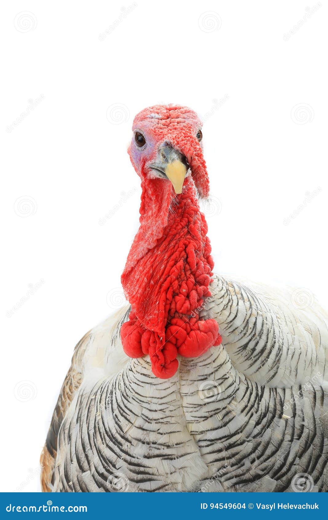 Turkey stock photo. Image of open, thanksgiving, farming - 94549604