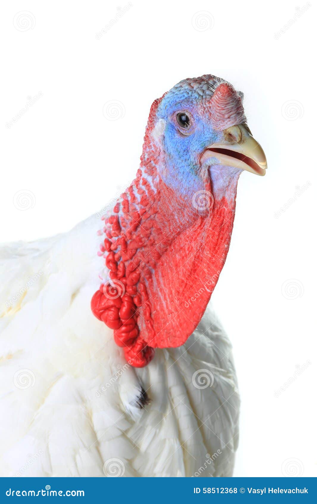 Turkey stock photo. Image of studio, white, wildlife - 58512368