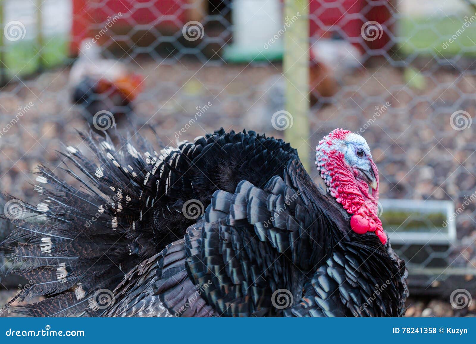 Turkey portrait stock photo. Image of range, tail, focus - 78241358